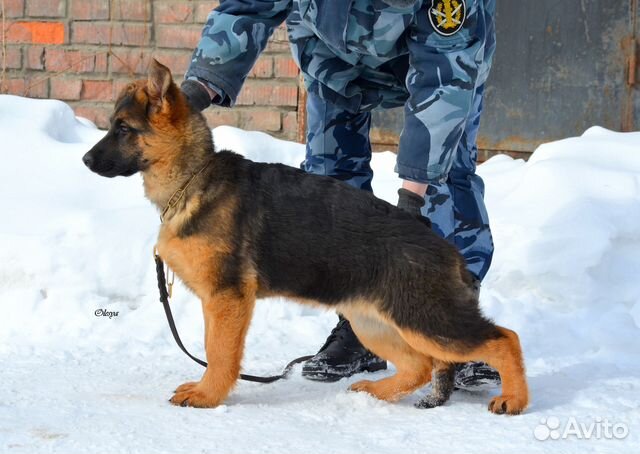 Подрощенный мальчик немецкой овчарки 4 мес