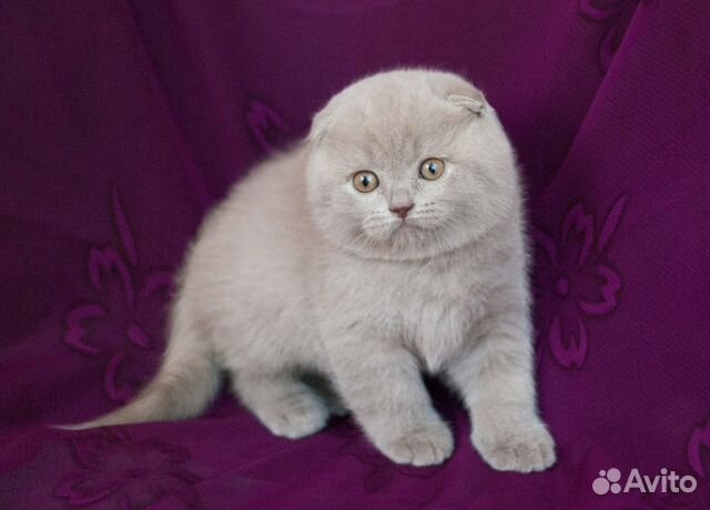 Супер лилачки и голубки мальчики и девочки