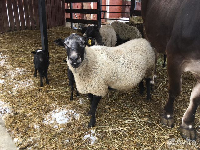 Молодые бараны романовской породы