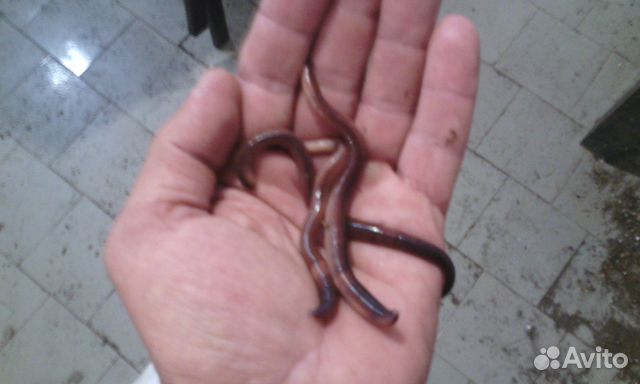 Дендробена опт, мелкий опт