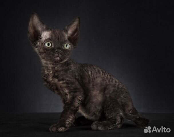 Малыши черныши