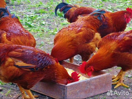 Инкубационное яйцо Венгерский Великан в наличии