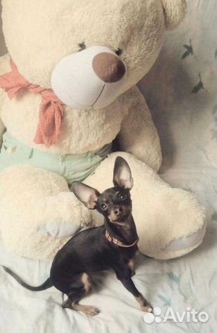 Той Терьер. М. Вязка