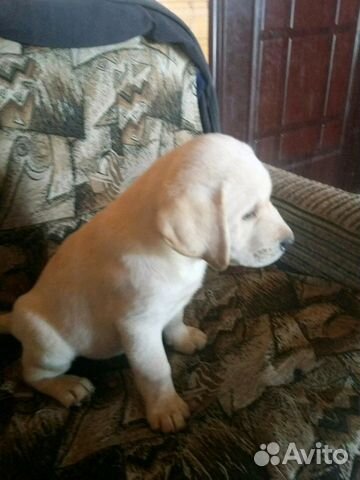 Лабрадор. Калуга