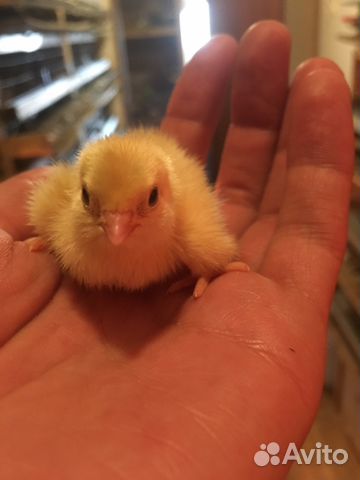 Молодняк перепелов