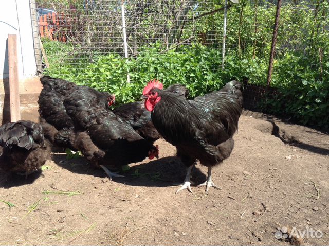 Куры порода Джерсийский Гигант