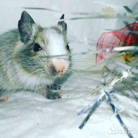 Дегу бело-пятнистый агути