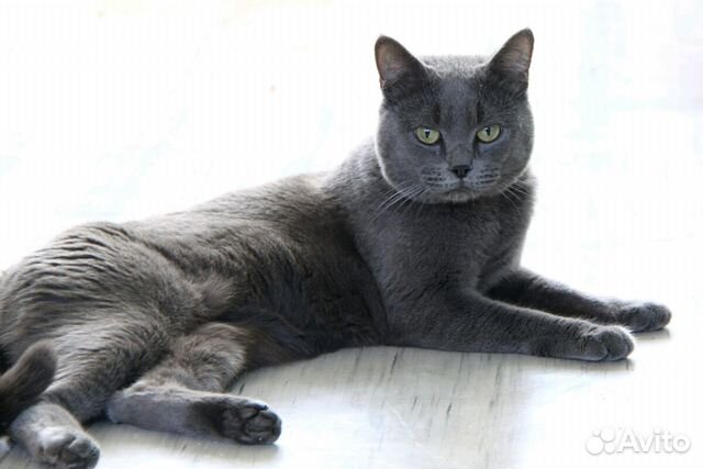 Шикарный молодой котик Принц, 1,5 года