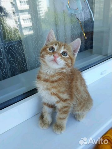 Рыжая команда малышей-карандашей, 2 мес