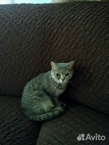 Кошка