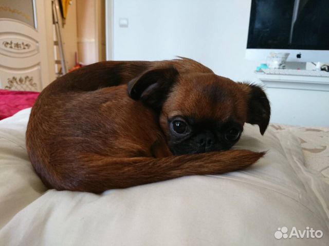 Вязка грифон брабансон