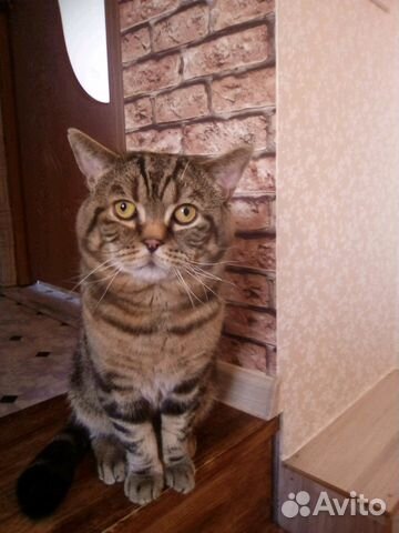 Очень красивый Британец приглашает