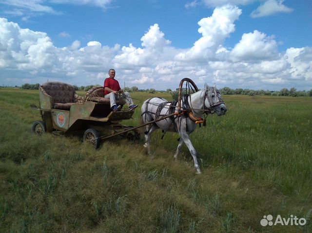Продам лошадь с каретой