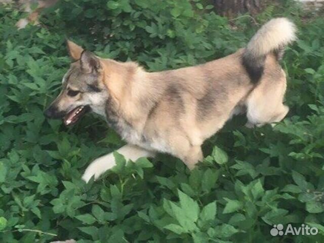 Веселый песик Волчок ищет дом