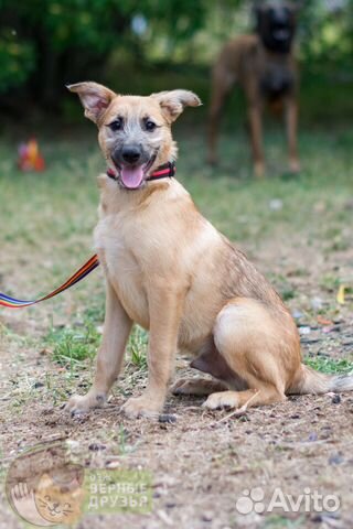 Щенок Кубик в добрые руки