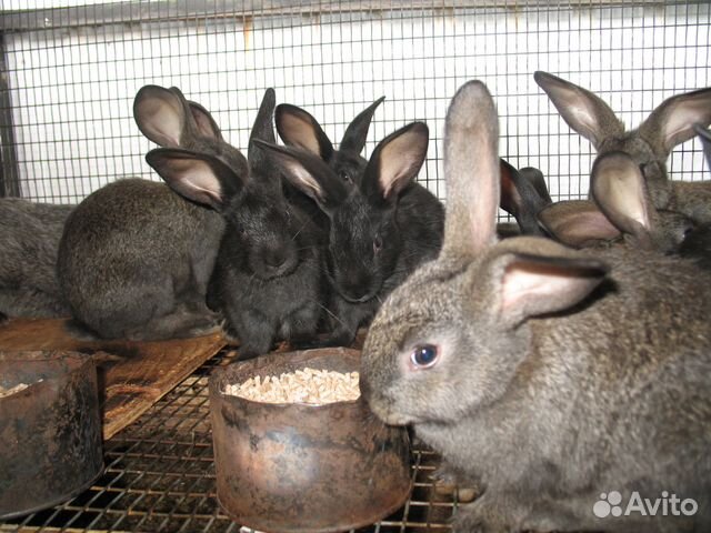 Кролики мясных пород