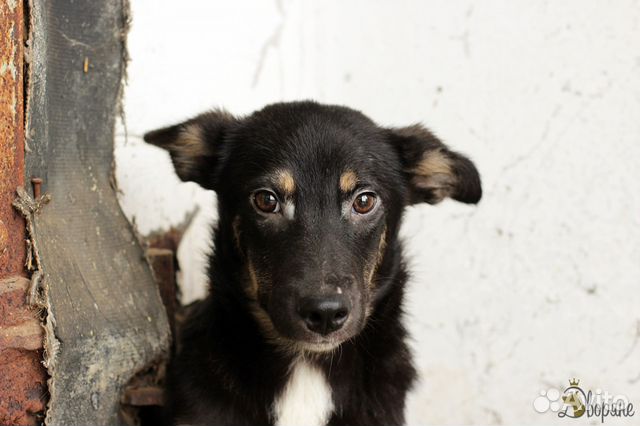 Фокс мечтает обрести дом