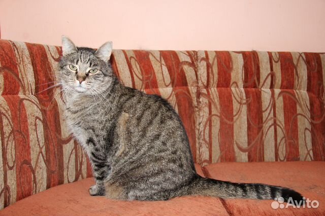 Статный котик ищет дом