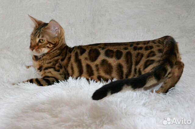 Бенгалка, возможна вязка моим котом