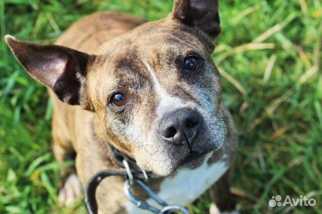 Пожилая стаффка для людей с добрым сердцем