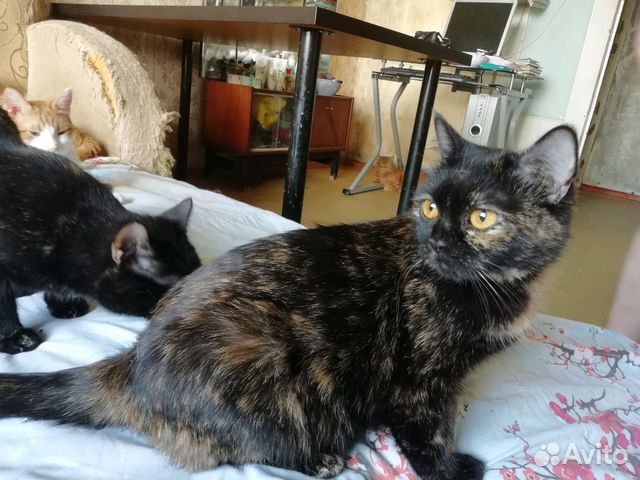 Отдам в добрые руки двух милых кошечек