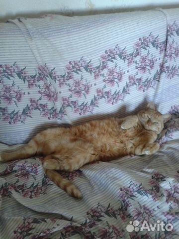 Коты