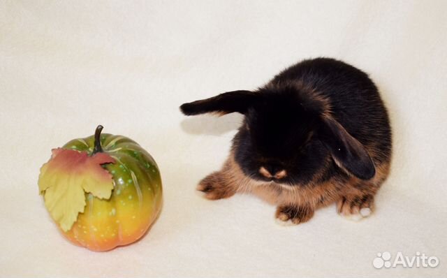 Карликовые кролики - Огневки - Питомник - Доставка