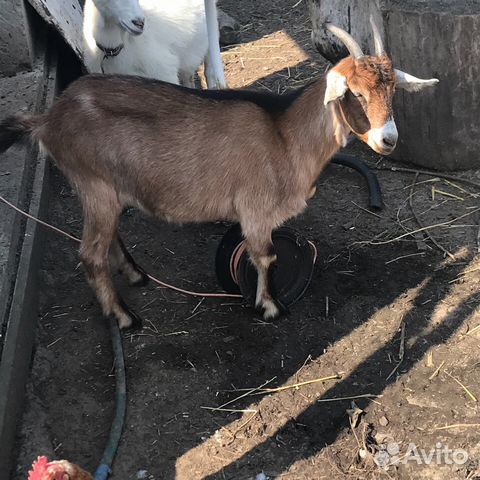 Дойная коза