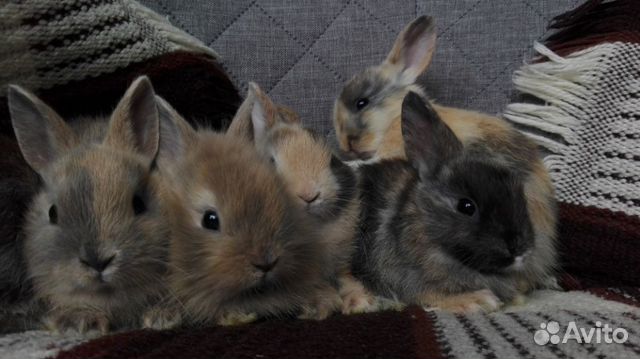 Очаровательнейшие пушистики в новый дом