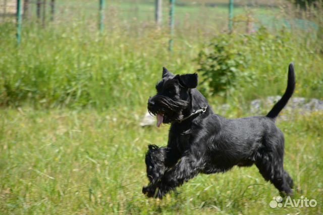 Кобель черного миттеля поучаствует в вязке