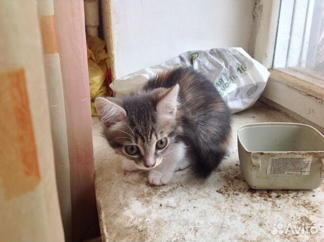 Котята беспородные, два месяца