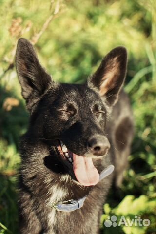 Метис чёрной овчарки в добрые руки