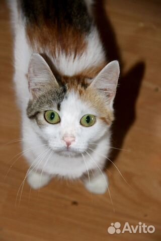 Кошечка Масяня Ласковая Красотка дар в добрые руки