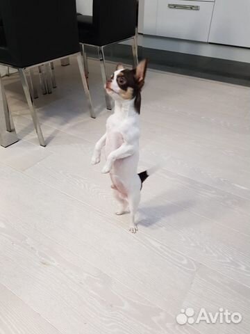 Чихуахуа микро малыш Вязка