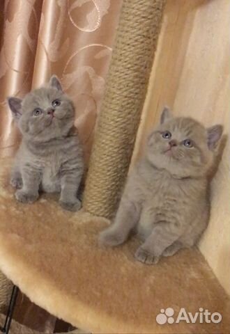 Плюшевые британские котята