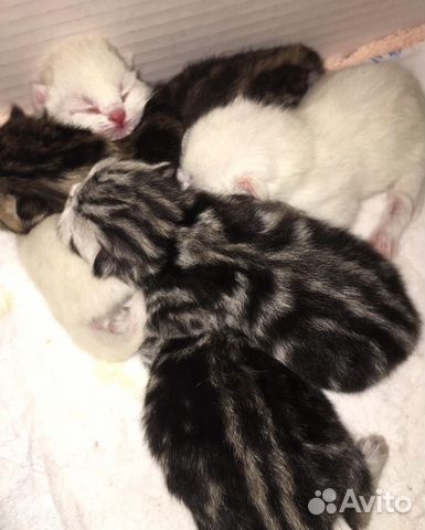 Шотландские котята