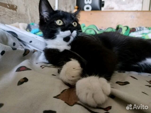 Котенок хулиган