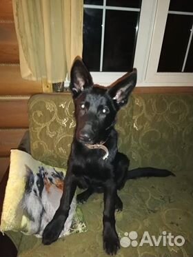 Щенок немецкой овчарки