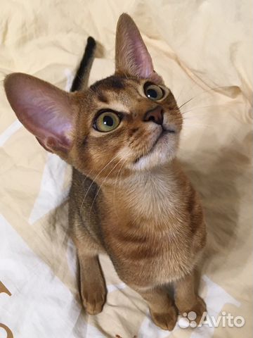 Абиссинский котёнок