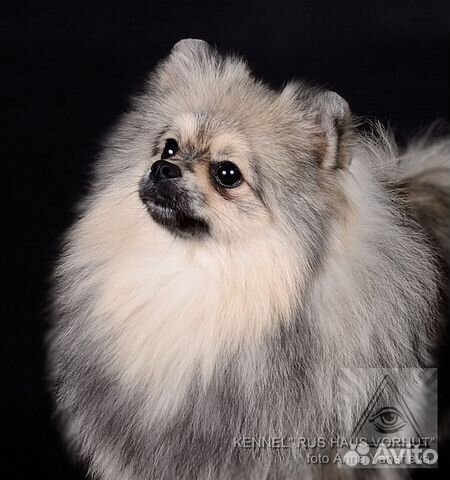 Подросток шпица