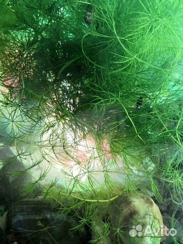 Водоросли для аквариума. Роголистник