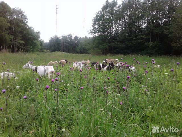 Ягнята катумские,козлята,овцы