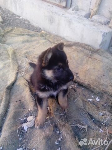 Продам щенка
