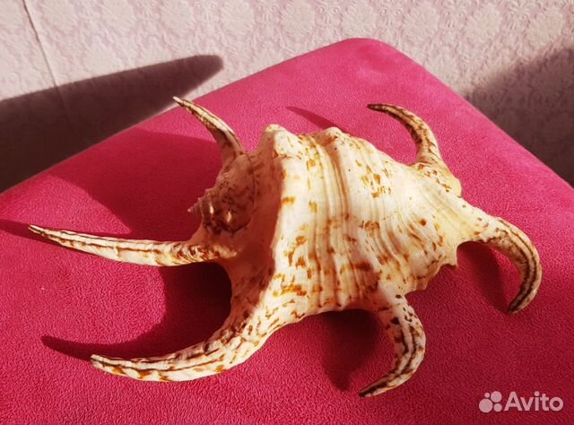 Морская ракушка
