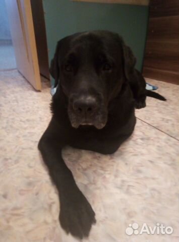 Лабрадор ищет семью