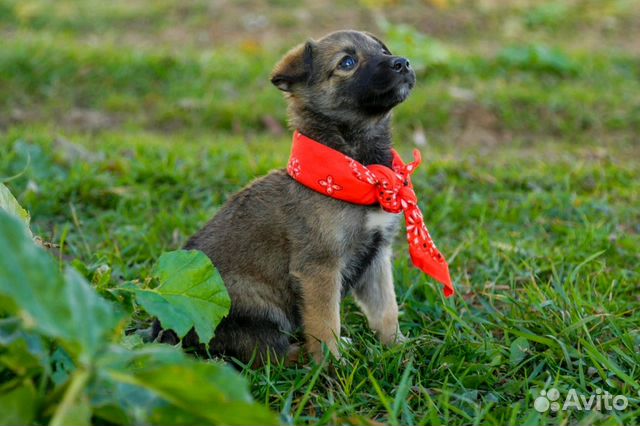 Метис Хаски Норд в дар