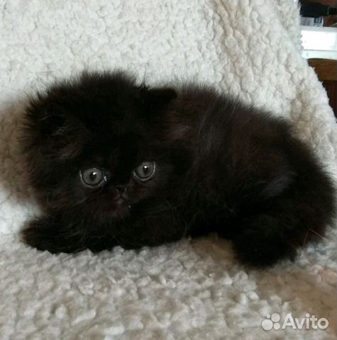 Персидская