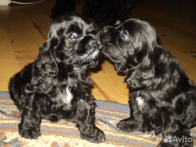 Американский кокер спаниель