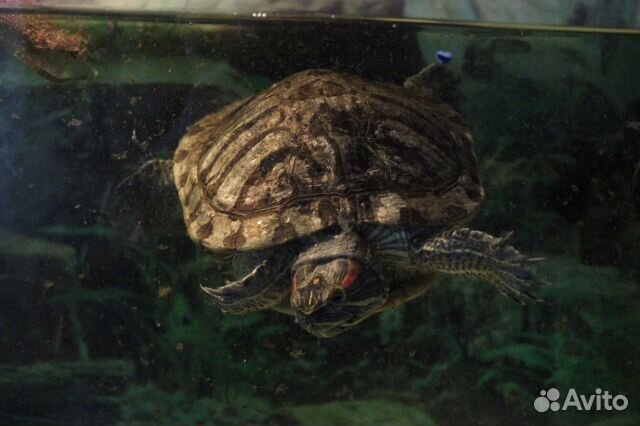 Морская черепаха