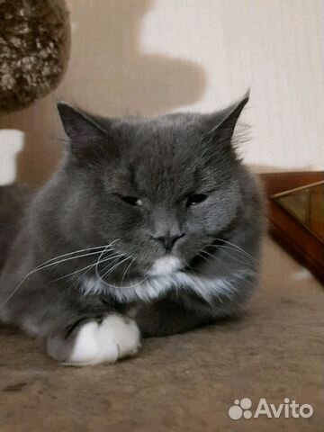 Британская длиношерстная кошка 1,5года